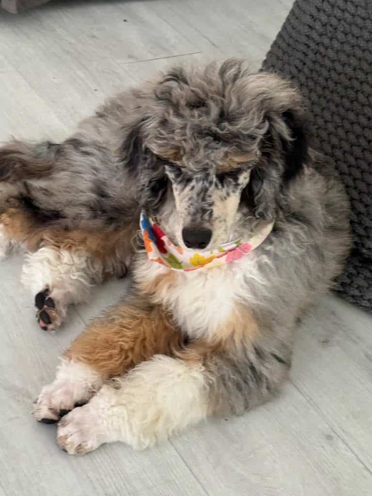 Standard and Moyen Poodle Breeder in London, Ontario, Canada