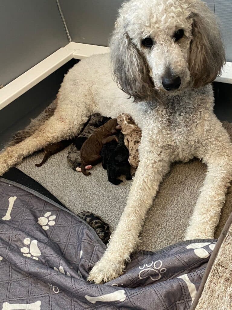 Standard and Moyen Poodle Breeder in London, Ontario, Canada